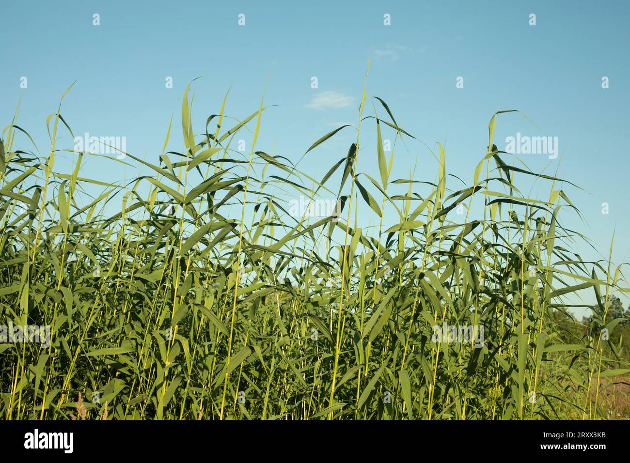 Green plants and blue skies. Tall marsh grass. Sedge in summer. Long ...