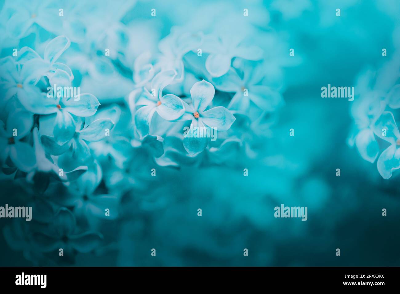 A bush of delicate blue lilac flowers blooming in the springtime. The ...