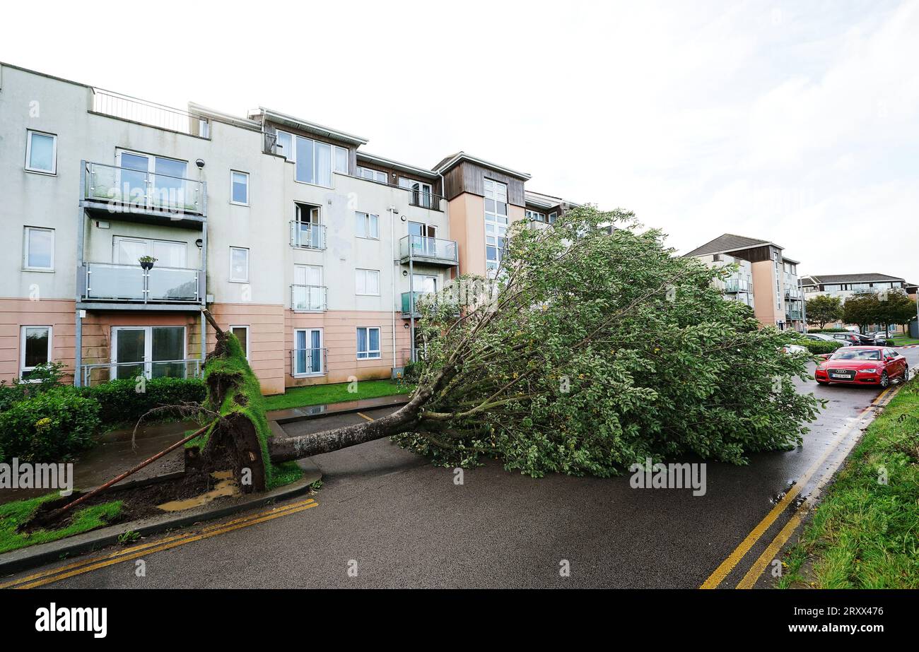 A fallen tree on Thornleigh Road in Swords, Dublin, as Storm Agnes ...