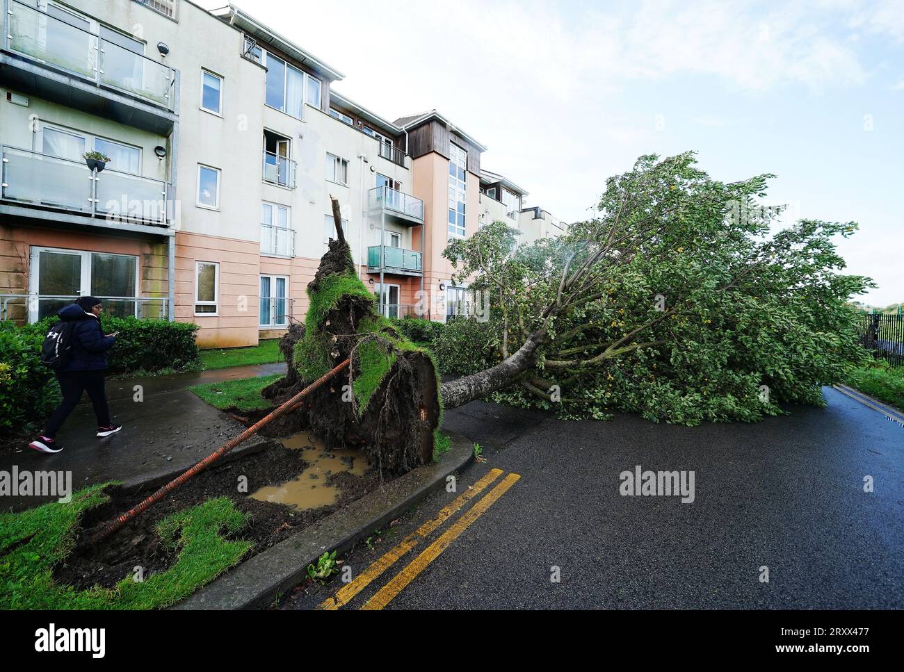 A fallen tree on Thornleigh Road in Swords, Dublin, as Storm Agnes ...