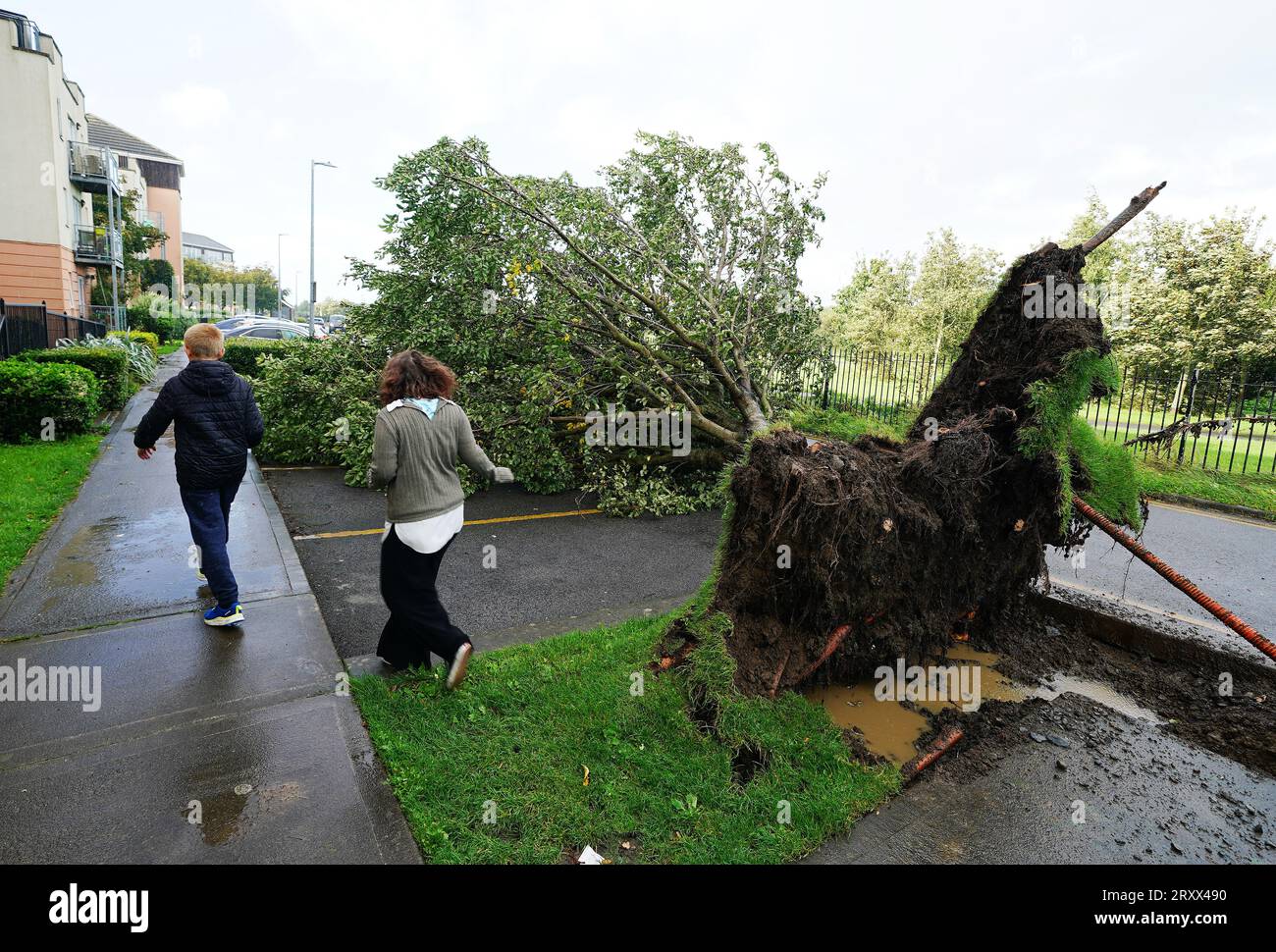 A fallen tree on Thornleigh Road in Swords, Dublin, as Storm Agnes ...