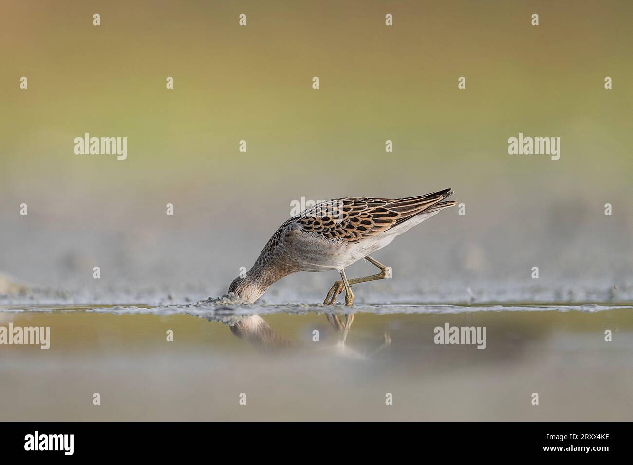 With the head in the mud, the Ruff male at hunt of preys (Calidris ...