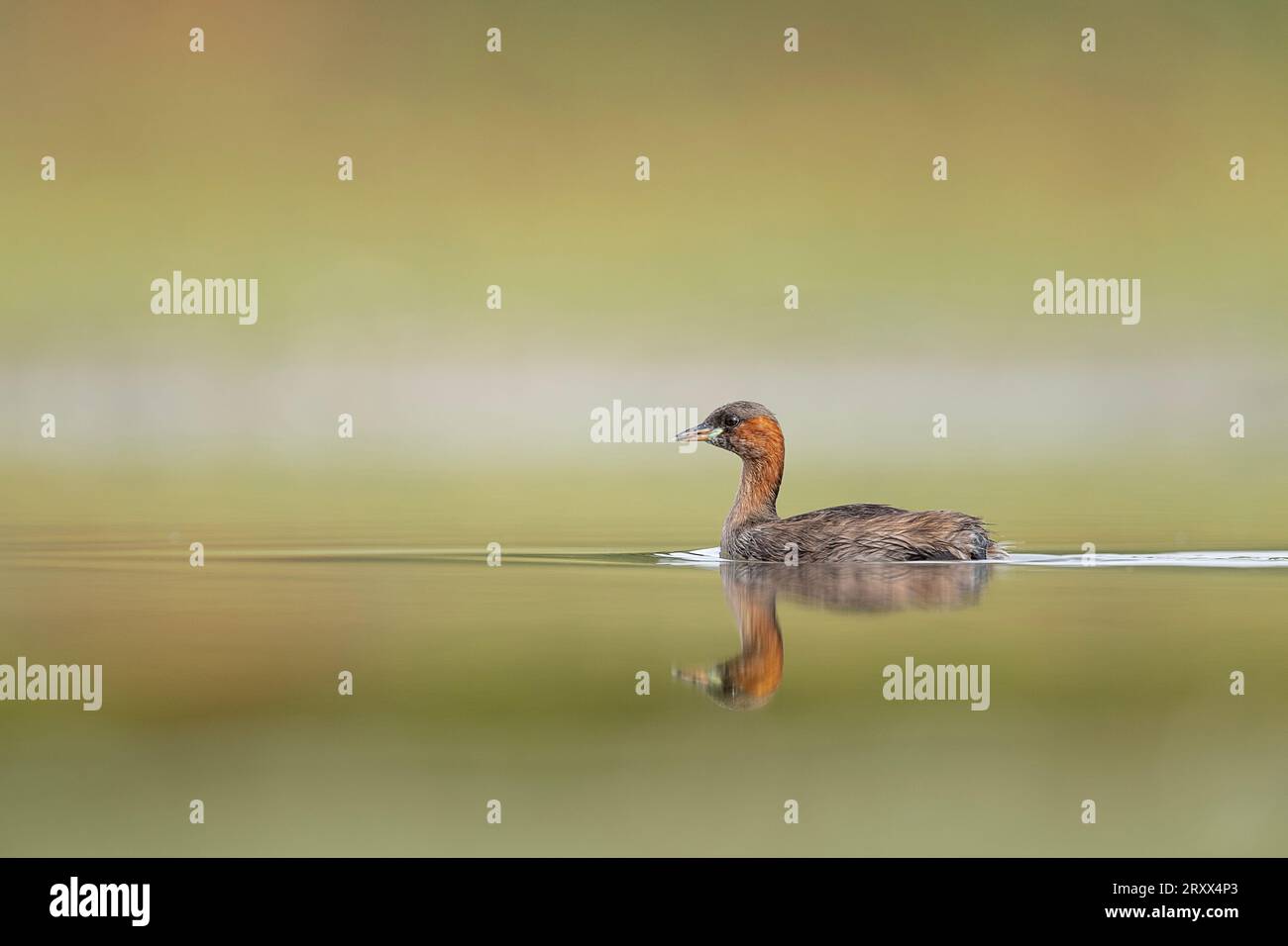 The little grebe at sunrise, fine art portrait (Tachybaptus ruficollis ...