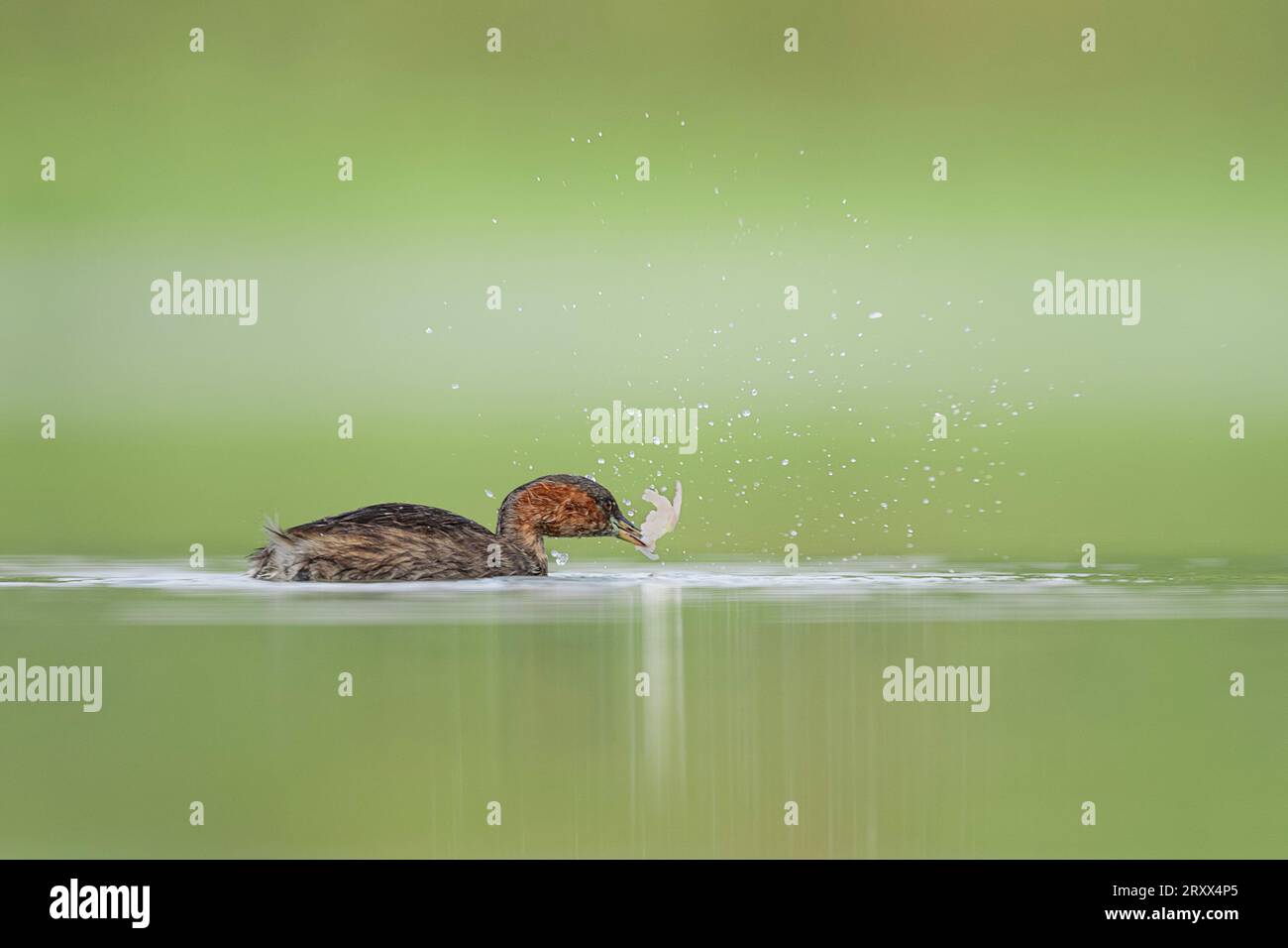 The little grebe with shrimp in the beak, fine art portrait ...