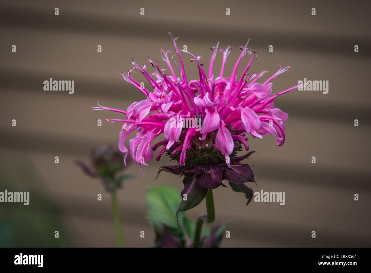 A pink bee balm or monarda flower with house siding in background Stock ...