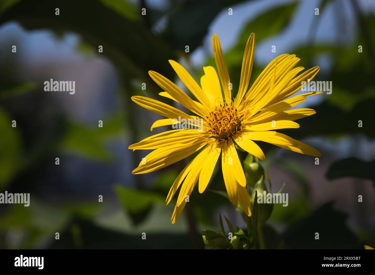 Sky pilot flower hi-res stock photography and images - Alamy