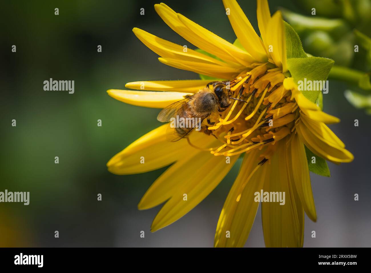 Yellow pilot hi-res stock photography and images - Alamy
