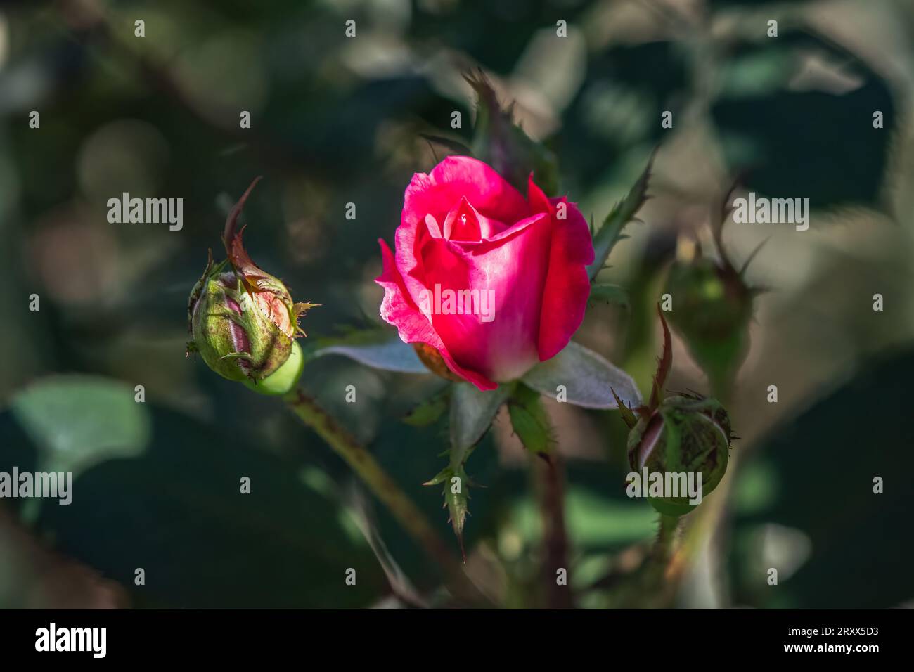 Roseae hi-res stock photography and images - Alamy