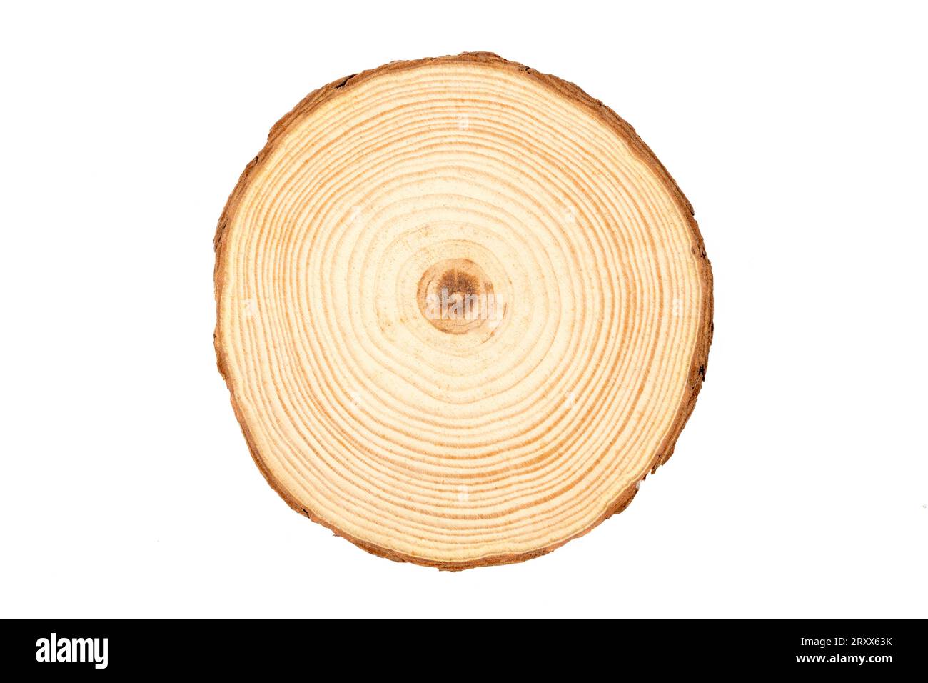 Cross section of tree trunk showing growth rings on white background ...