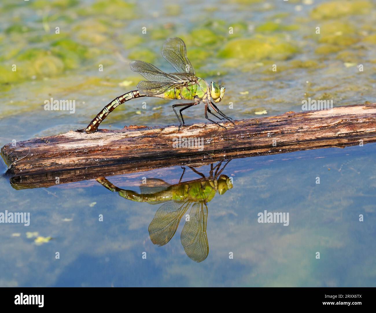 Emperor Dragonfly (Anax imperator) female egg laying in rotting wood ...