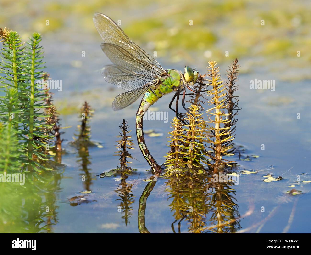 Emperor Dragonfly (Anax imperator) female egg laying in marestail ...