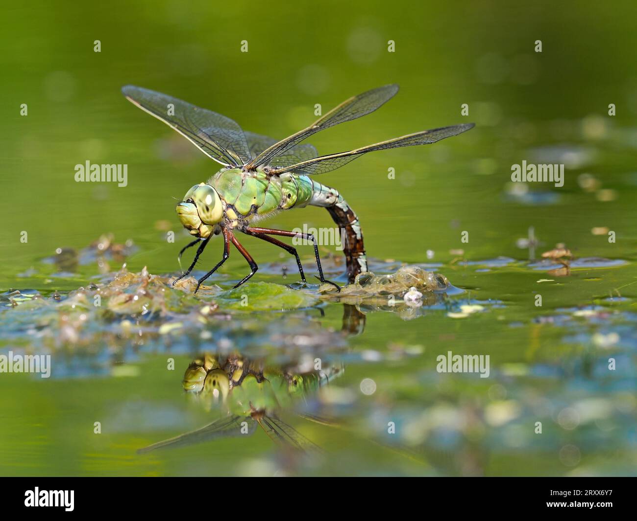 Emperor Dragonfly (Anax imperator) female egg laying in aquatic ...