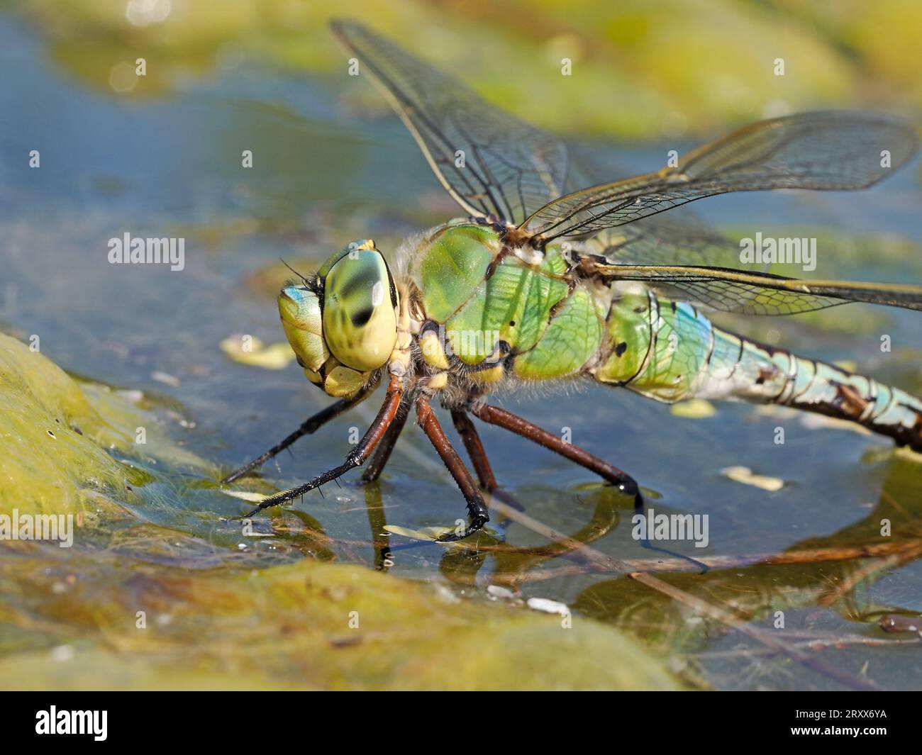 Emperor Dragonfly (Anax imperator) close-up of female, Herefordshire ...