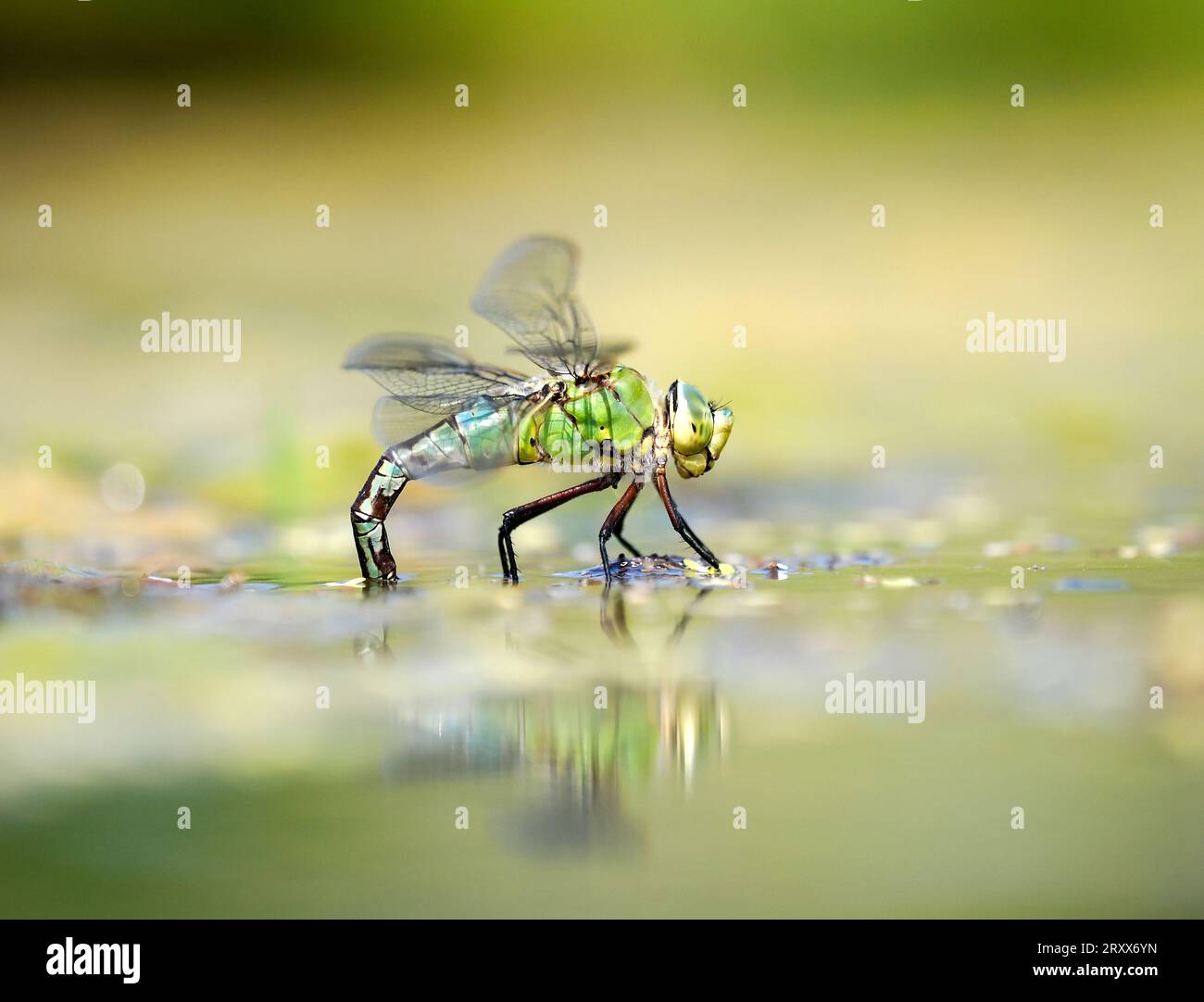 Emperor Dragonfly (Anax imperator) female egg laying in aquatic ...
