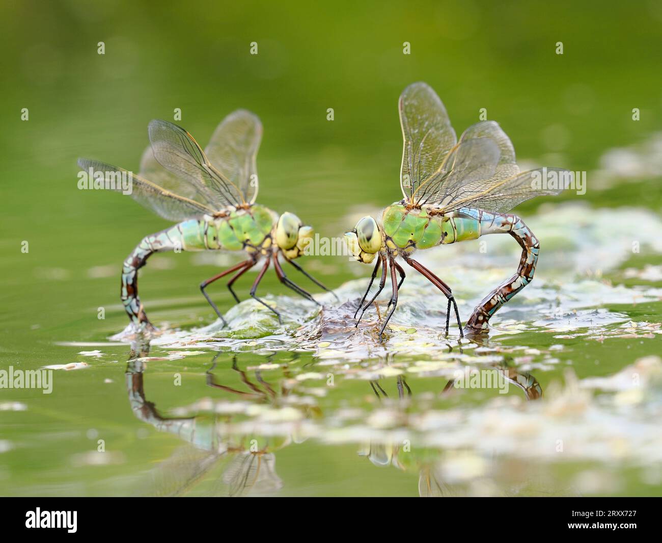 Emperor Dragonfly (Anax imperator) two females egg laying in pond ...