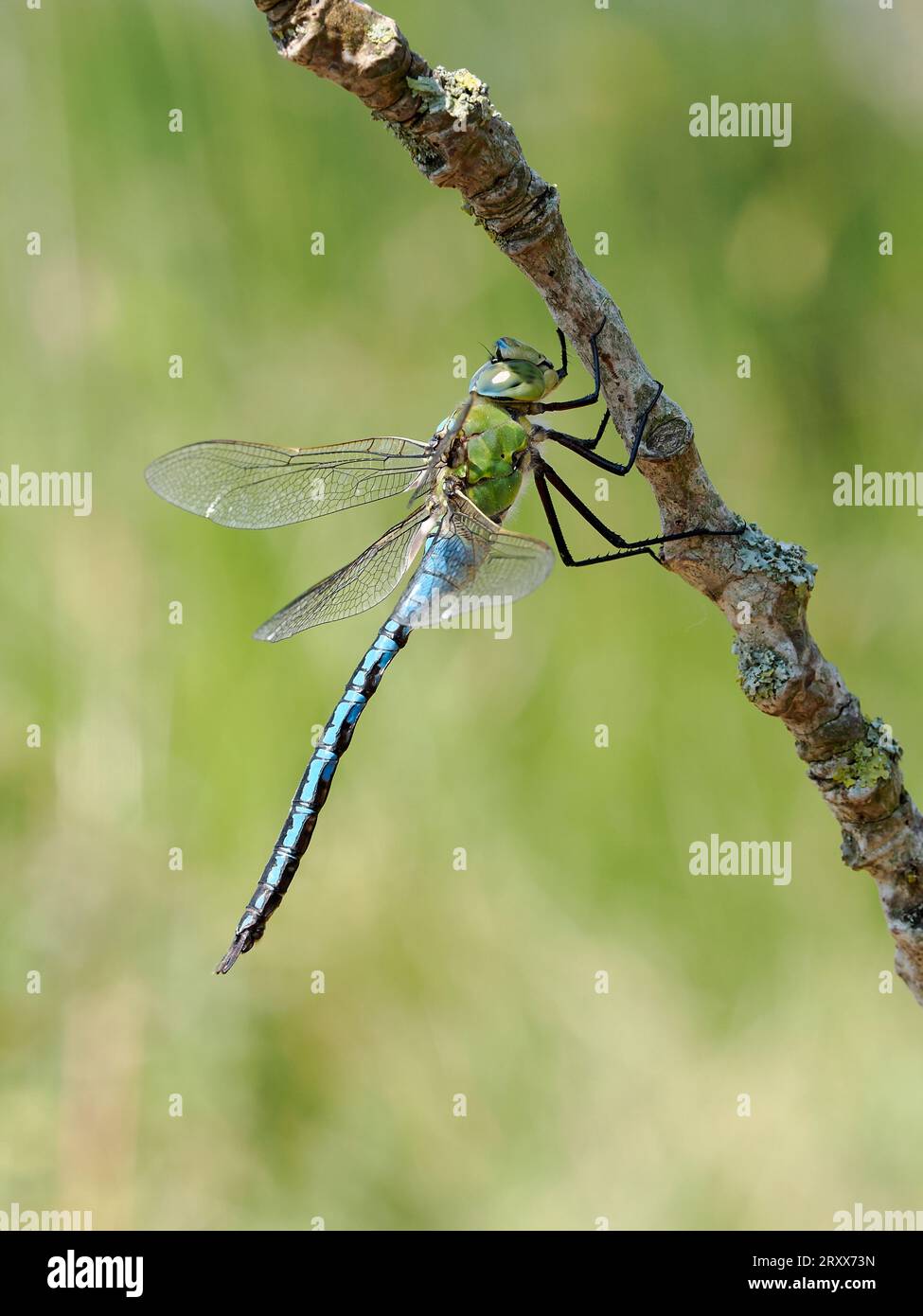 Blue emperor hawker dragonfly hi-res stock photography and images - Alamy