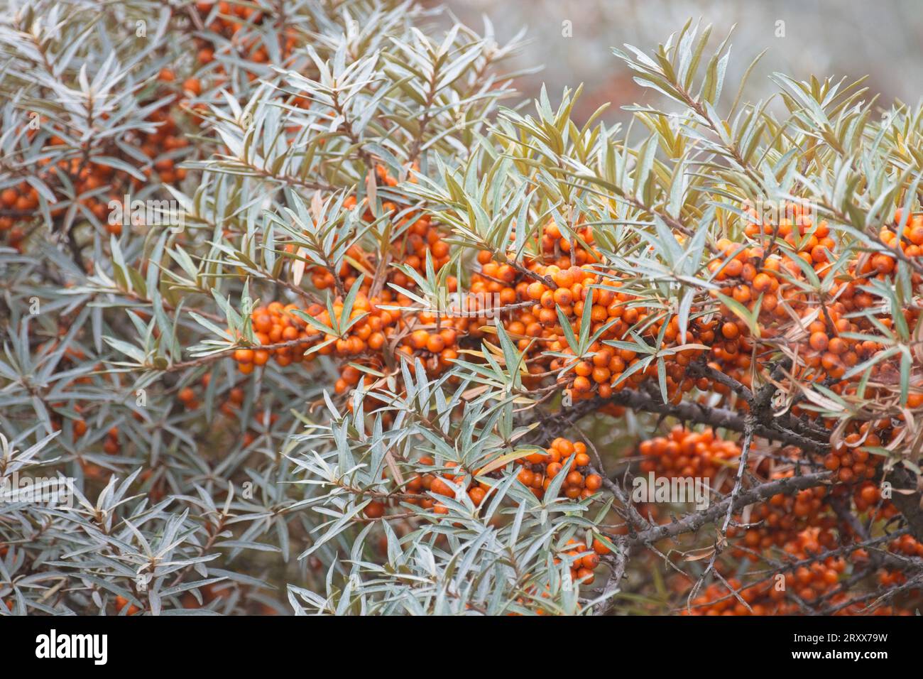 Sea buckthorn (Hippophae rhamnoides) is a plant found throughout Europe ...