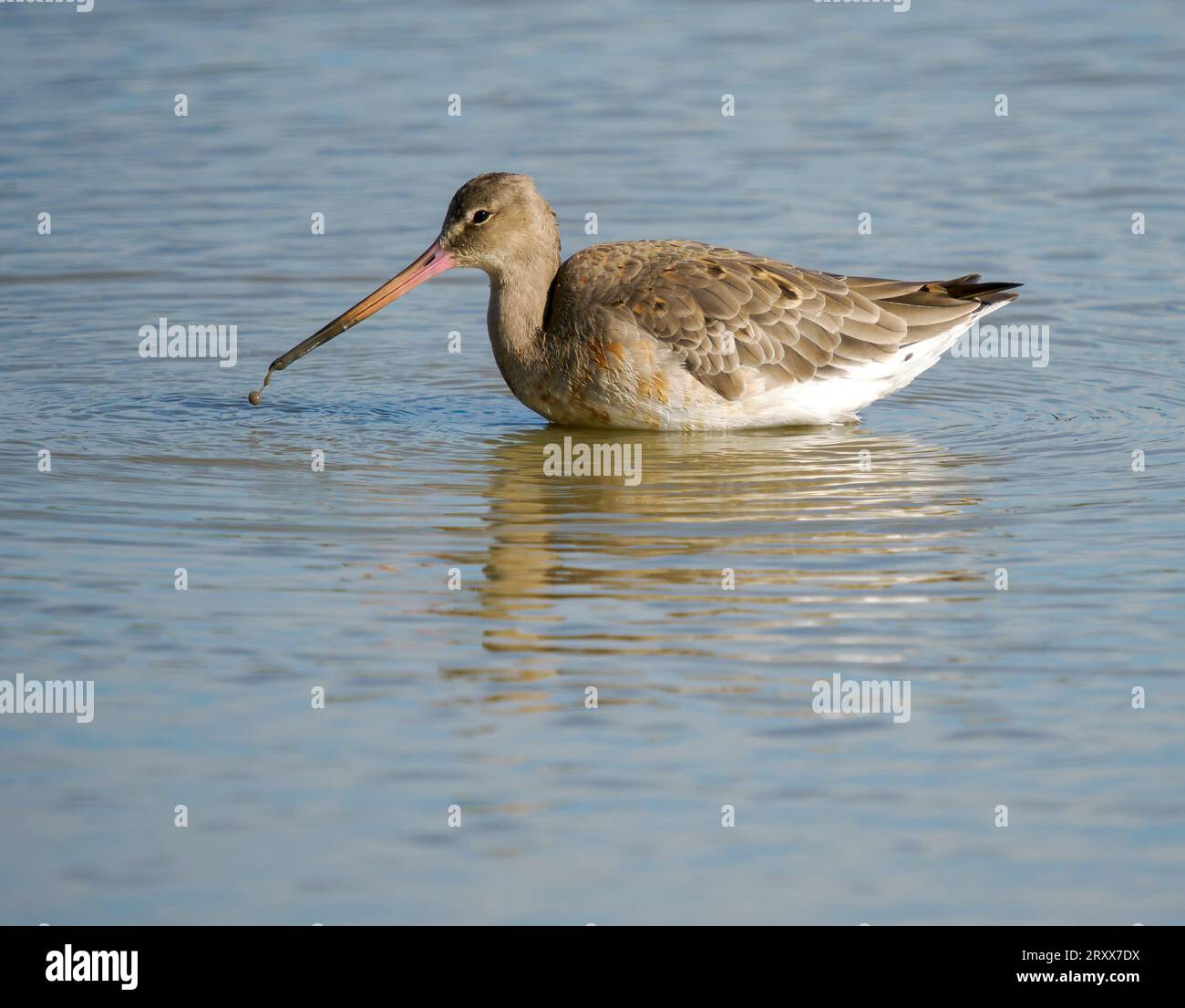 Black tailed godwit Limosa limosa feeding at a shallow freshwater ...