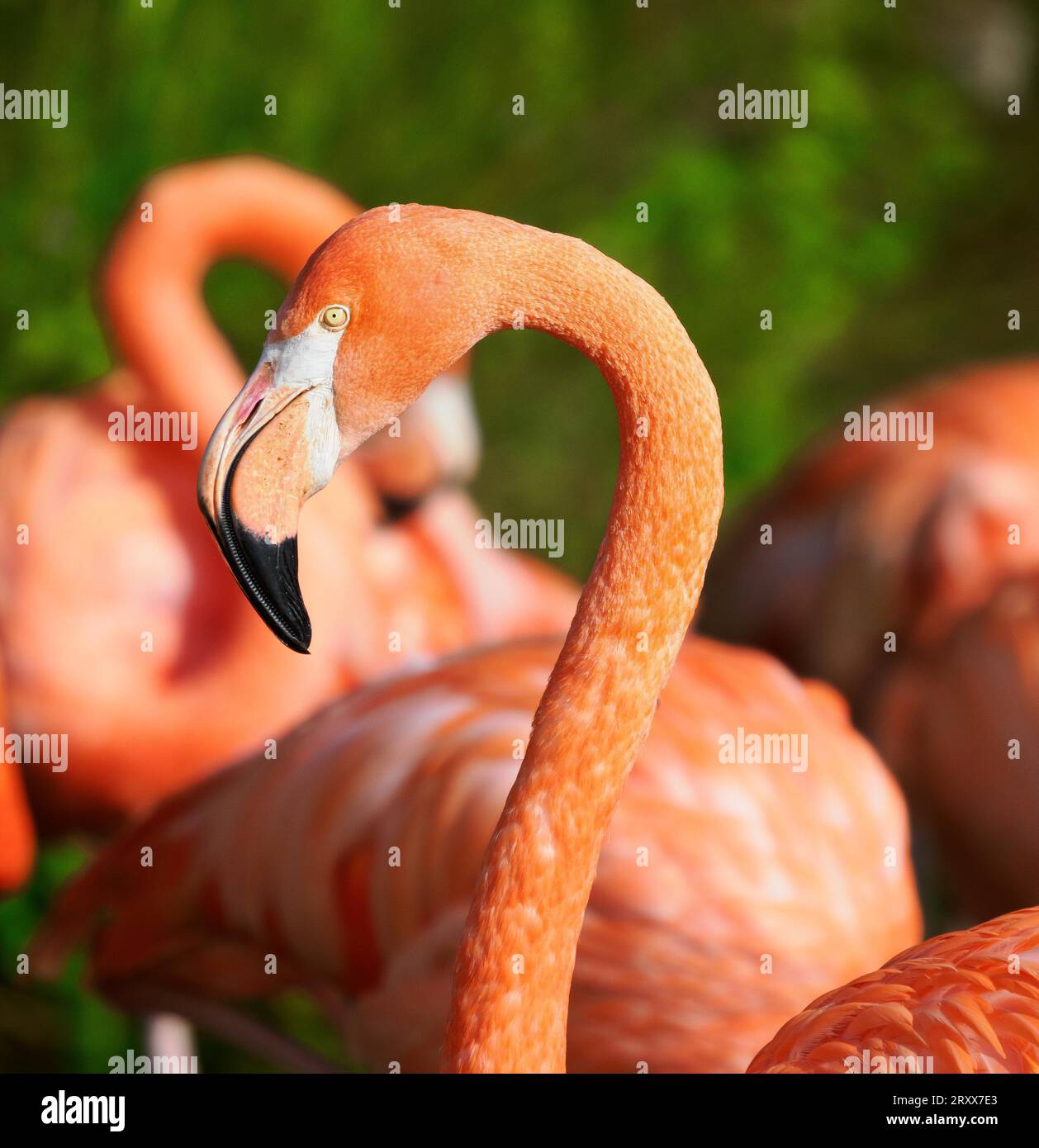 Caribbean legs red hi-res stock photography and images - Alamy