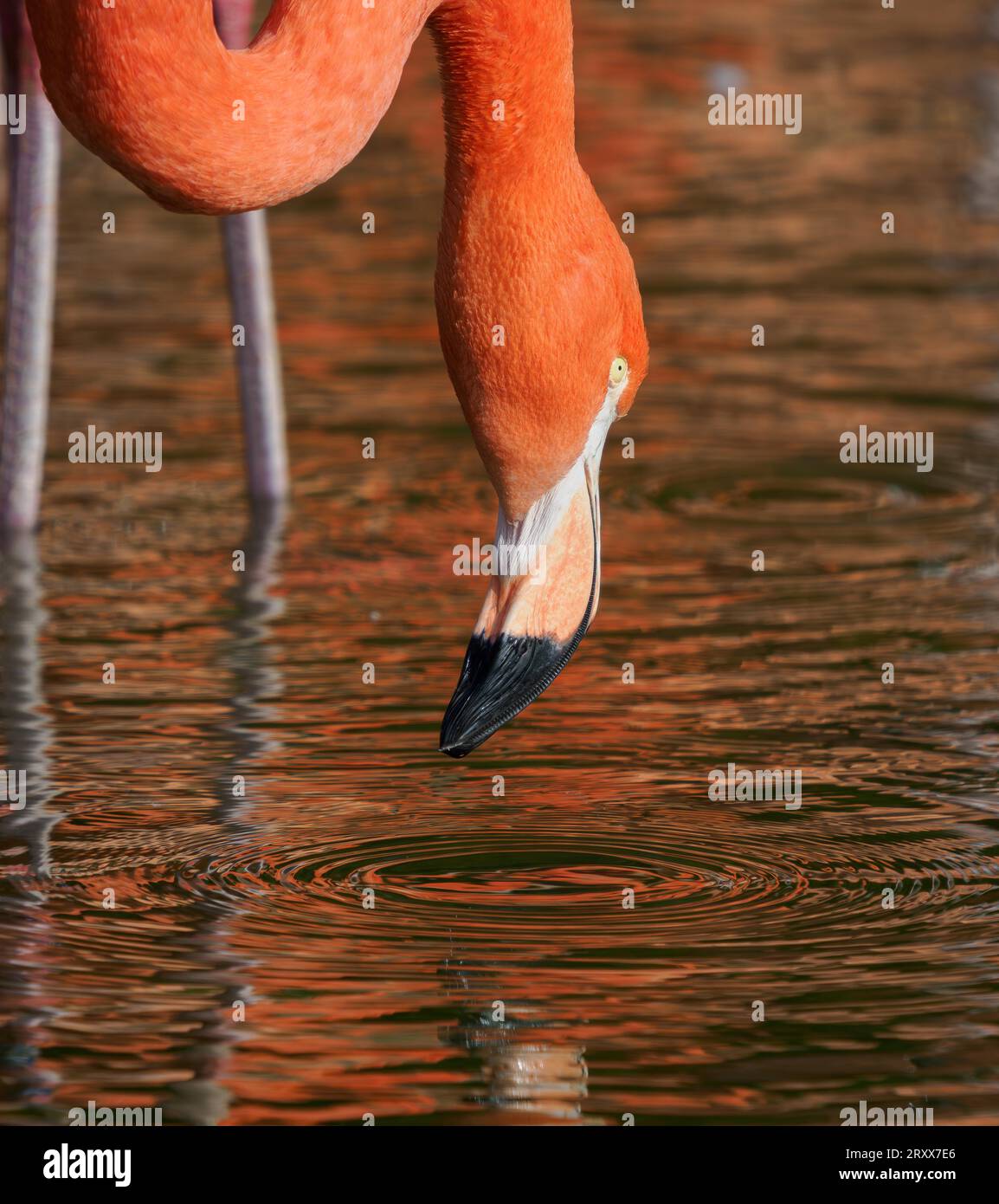 Flamingo enclosure hi-res stock photography and images - Alamy