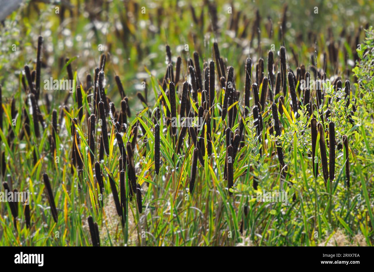 Bulrush or Common reedmace Typha latifolia flower spikes bordering a ...
