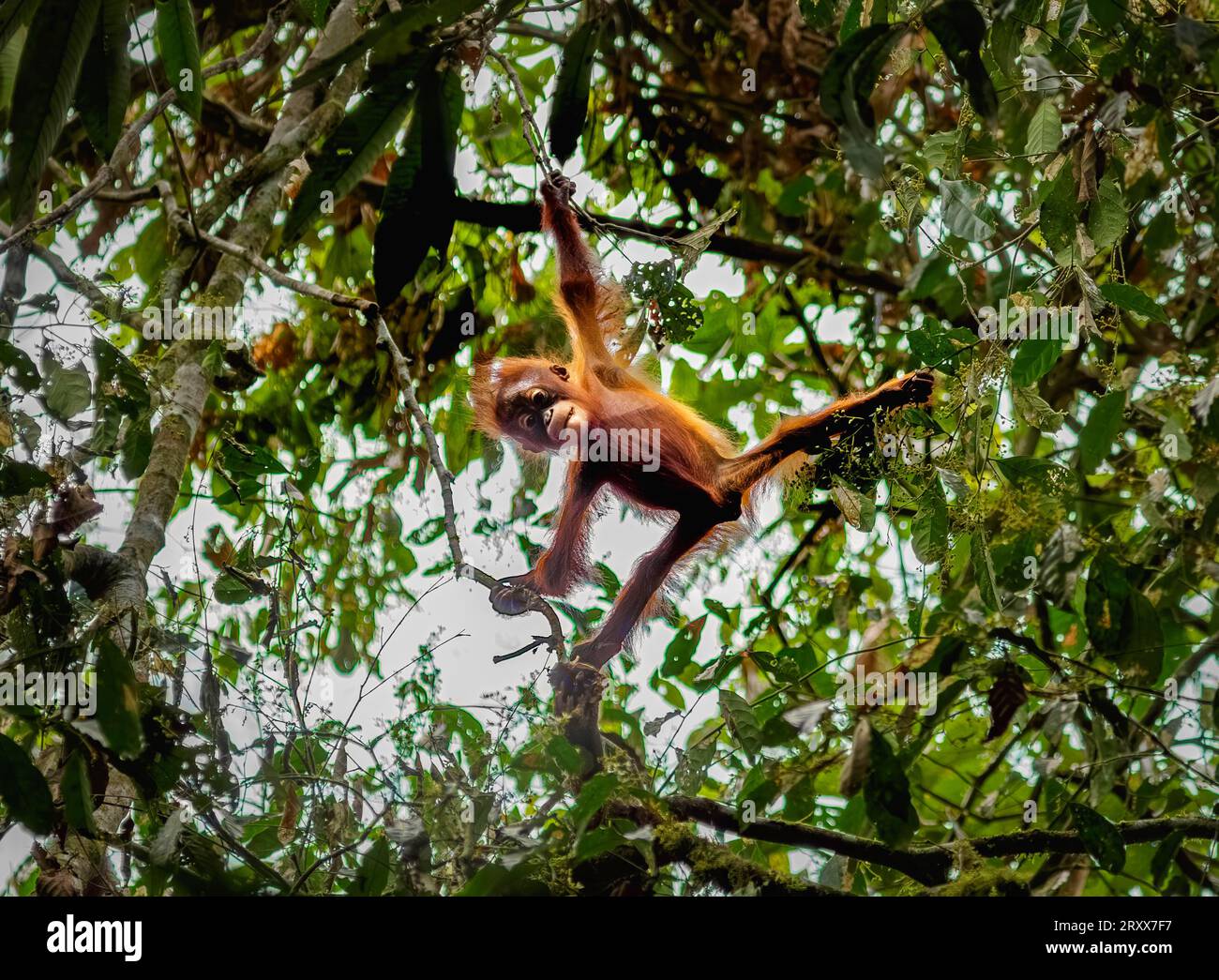 Wild juvenile Orangutan Pongo pygmaeus looking down from high in the ...