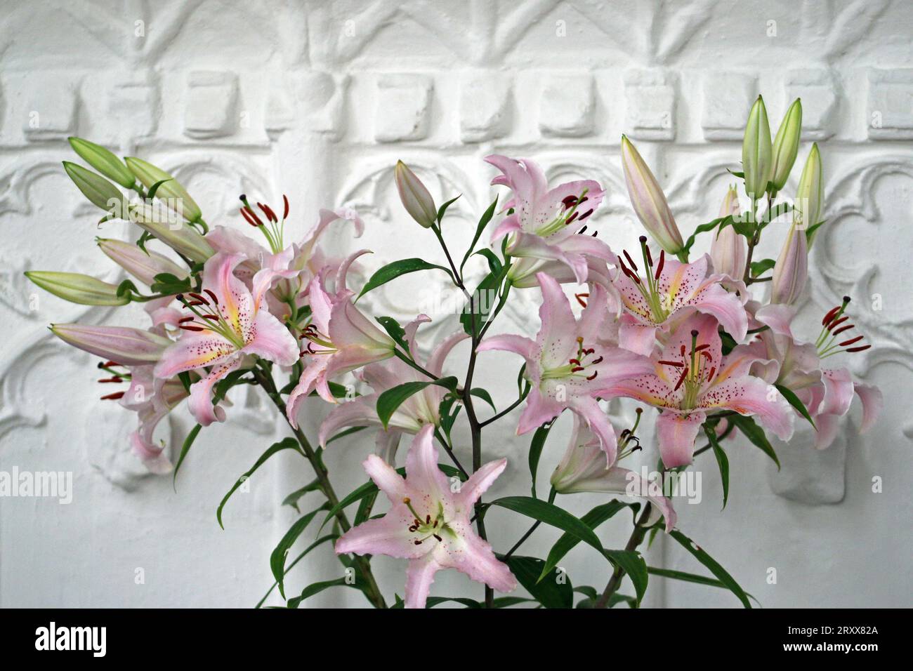 Church flower display of pink lilies, Lilium species, with a white ...