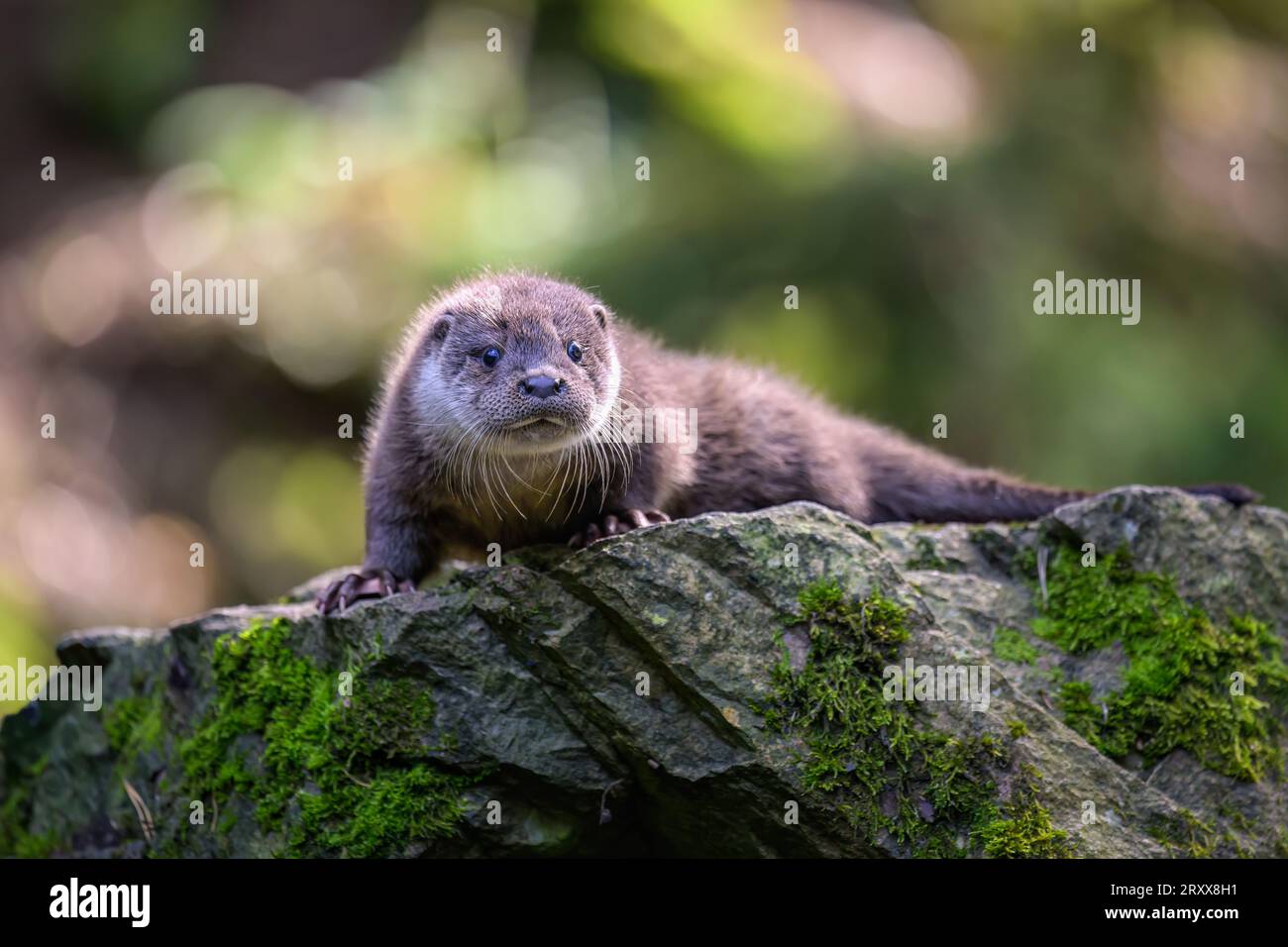 A river otter rests on a forest stream Stock Photo - Alamy