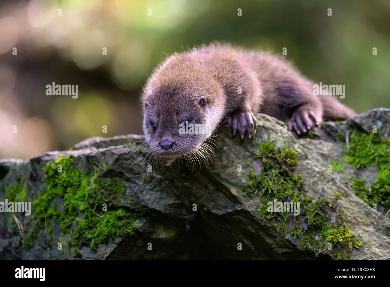 Otter water slide hi-res stock photography and images - Alamy