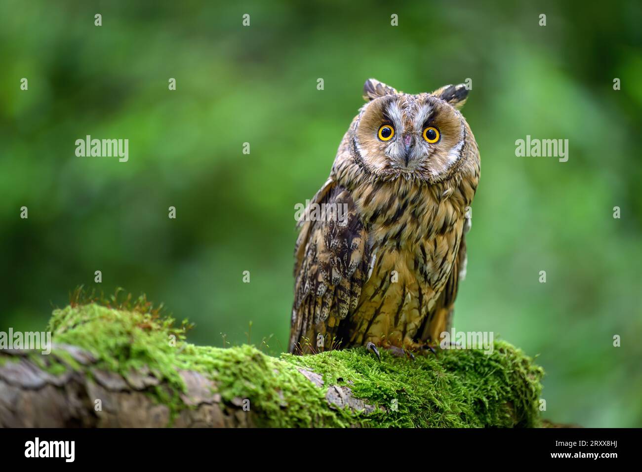 Owl among trees hi-res stock photography and images - Alamy