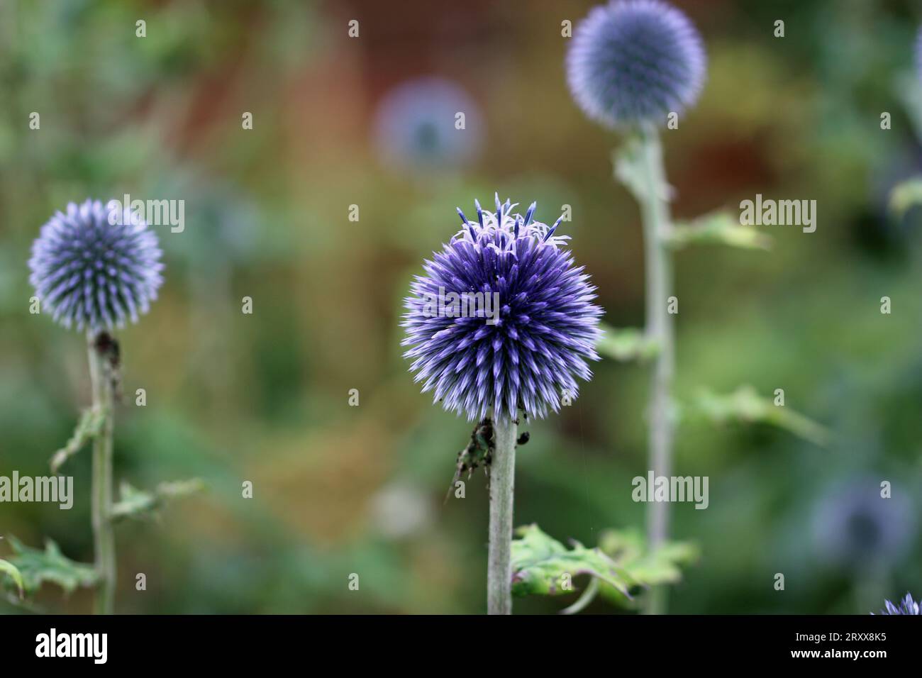 Purple globe thistle, Echinops ritro, flower with a blurred background ...