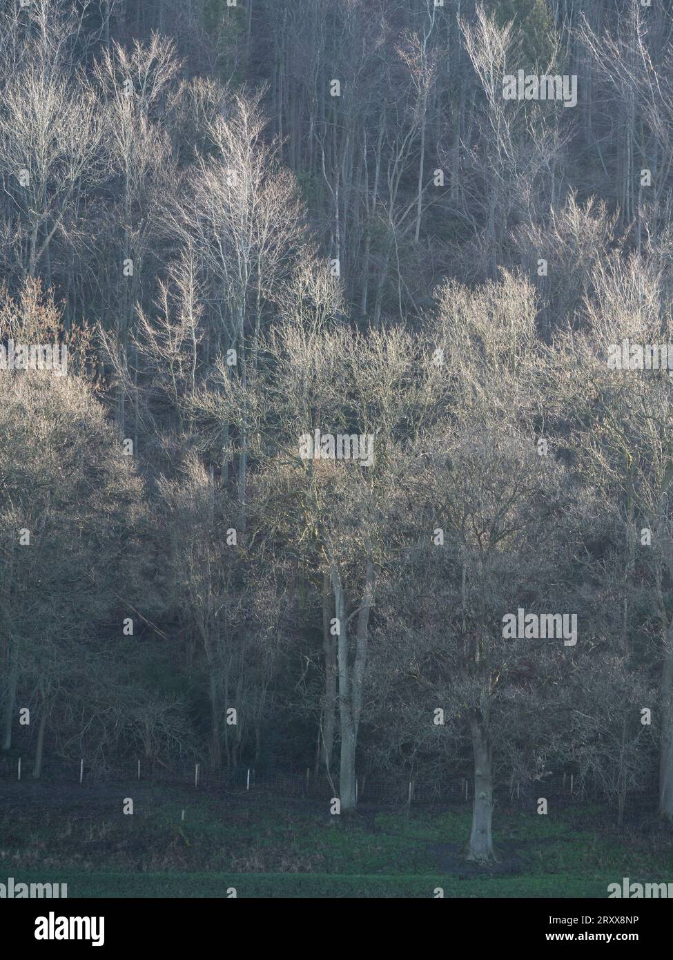 Affcot Coppice at the Southwestern end of Wenlock Edge which runs from ...