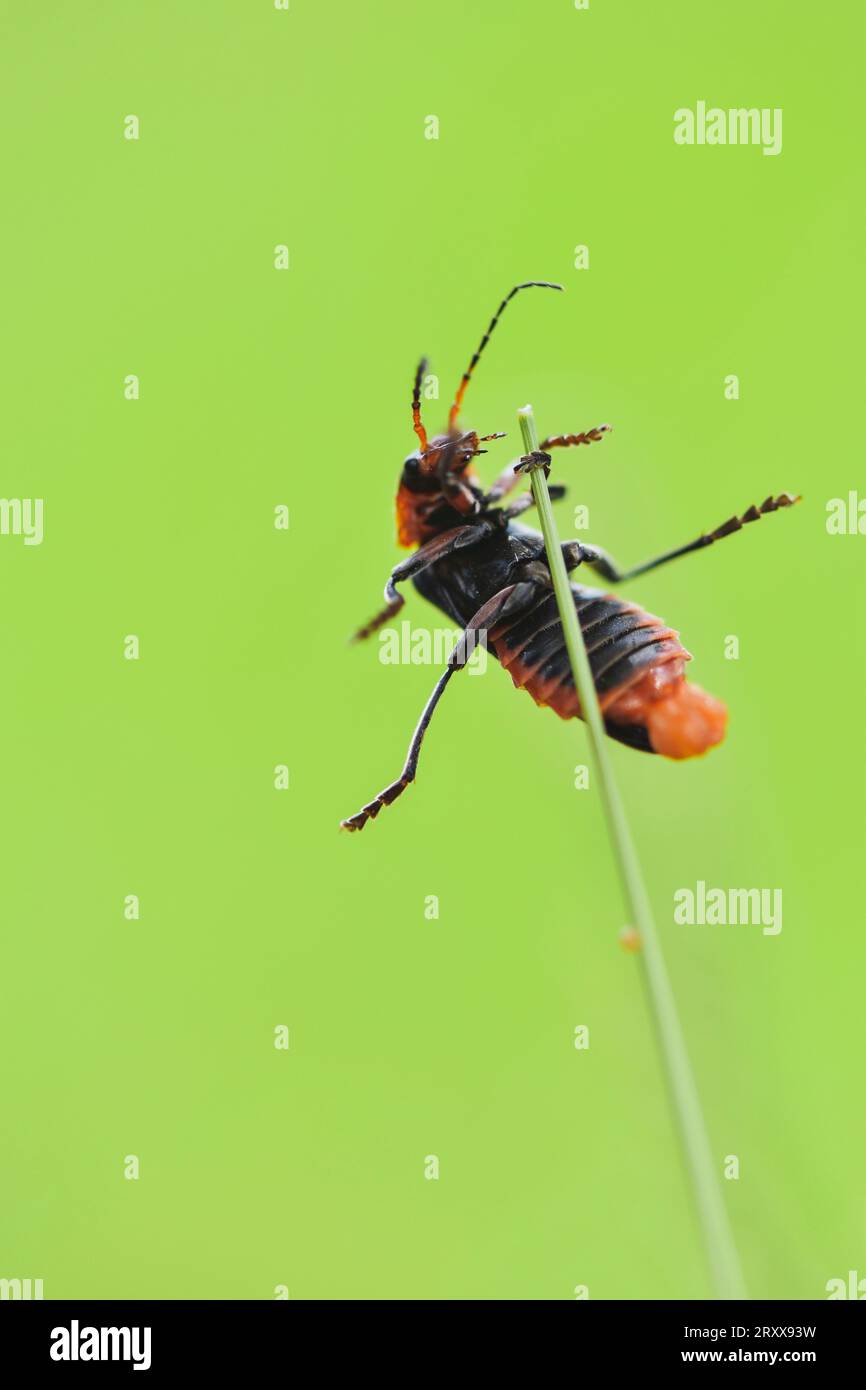 Firebug dance hi-res stock photography and images - Alamy