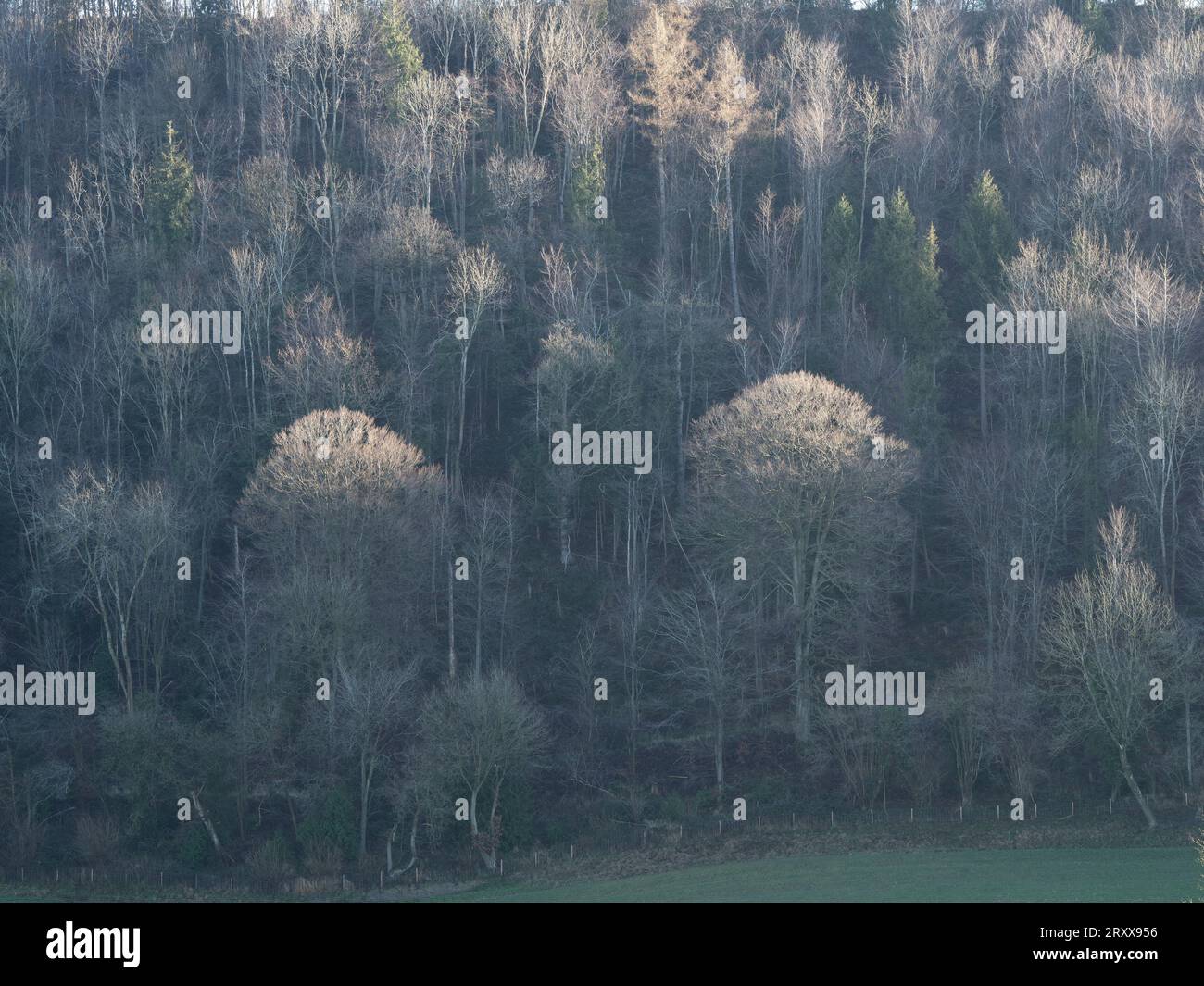 Affcot Coppice at the Southwestern end of Wenlock Edge which runs from ...
