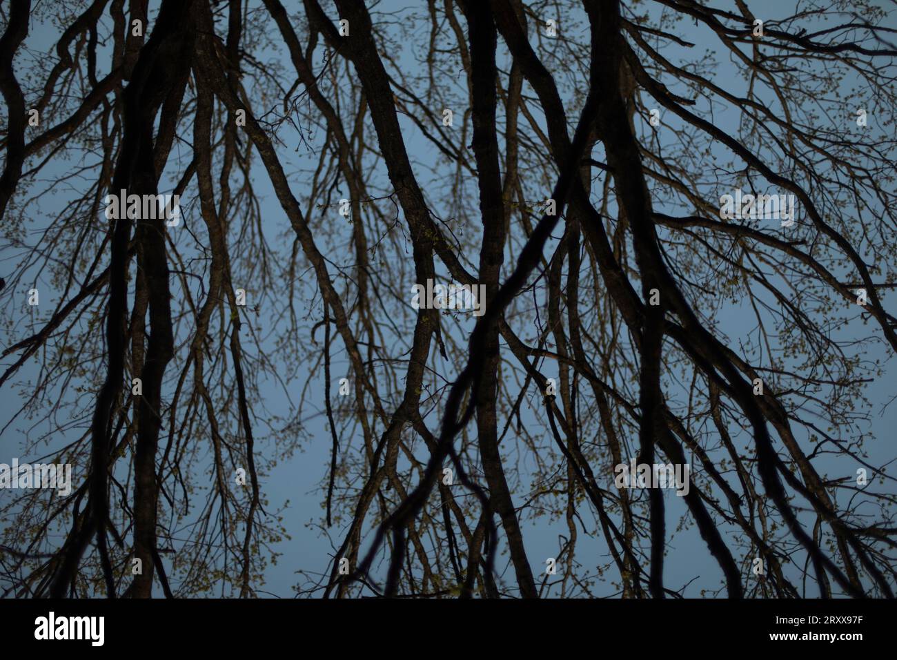 Tree branches. Texture from branches. Natural background. Plant against ...