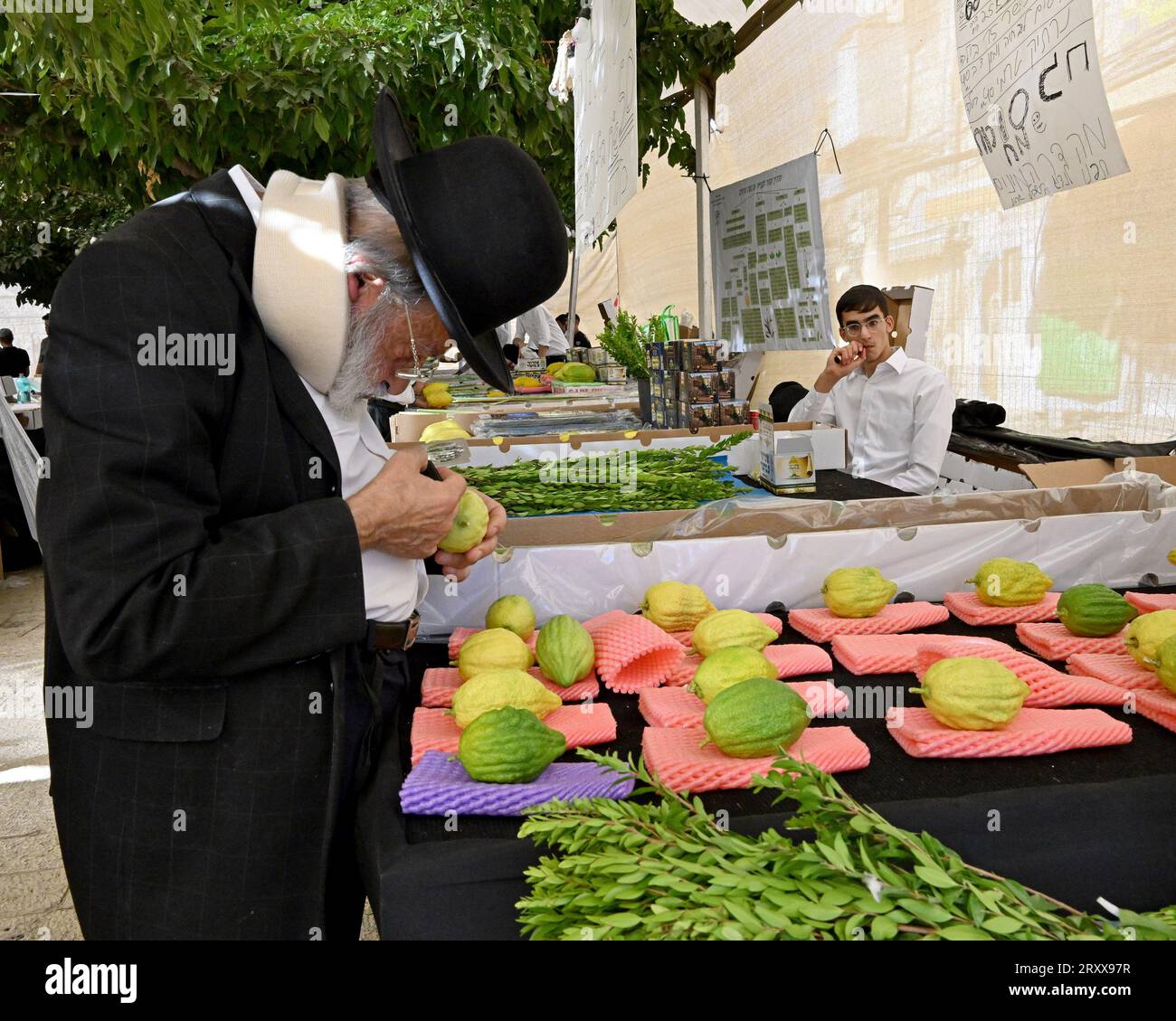 An elderly Ultra-Orthodox Jew inspects an etrog, a citron, one of the ...