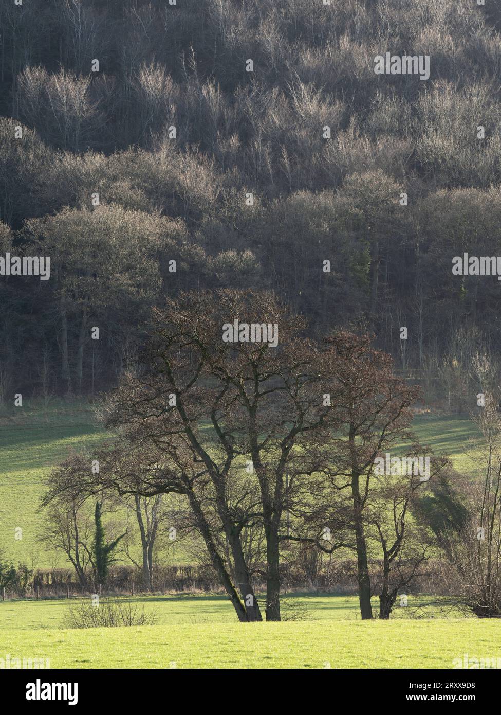 Affcot Coppice at the Southwestern end of Wenlock Edge which runs from ...
