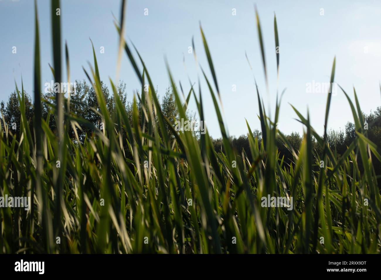 Freshwater swamp grass hi-res stock photography and images - Alamy