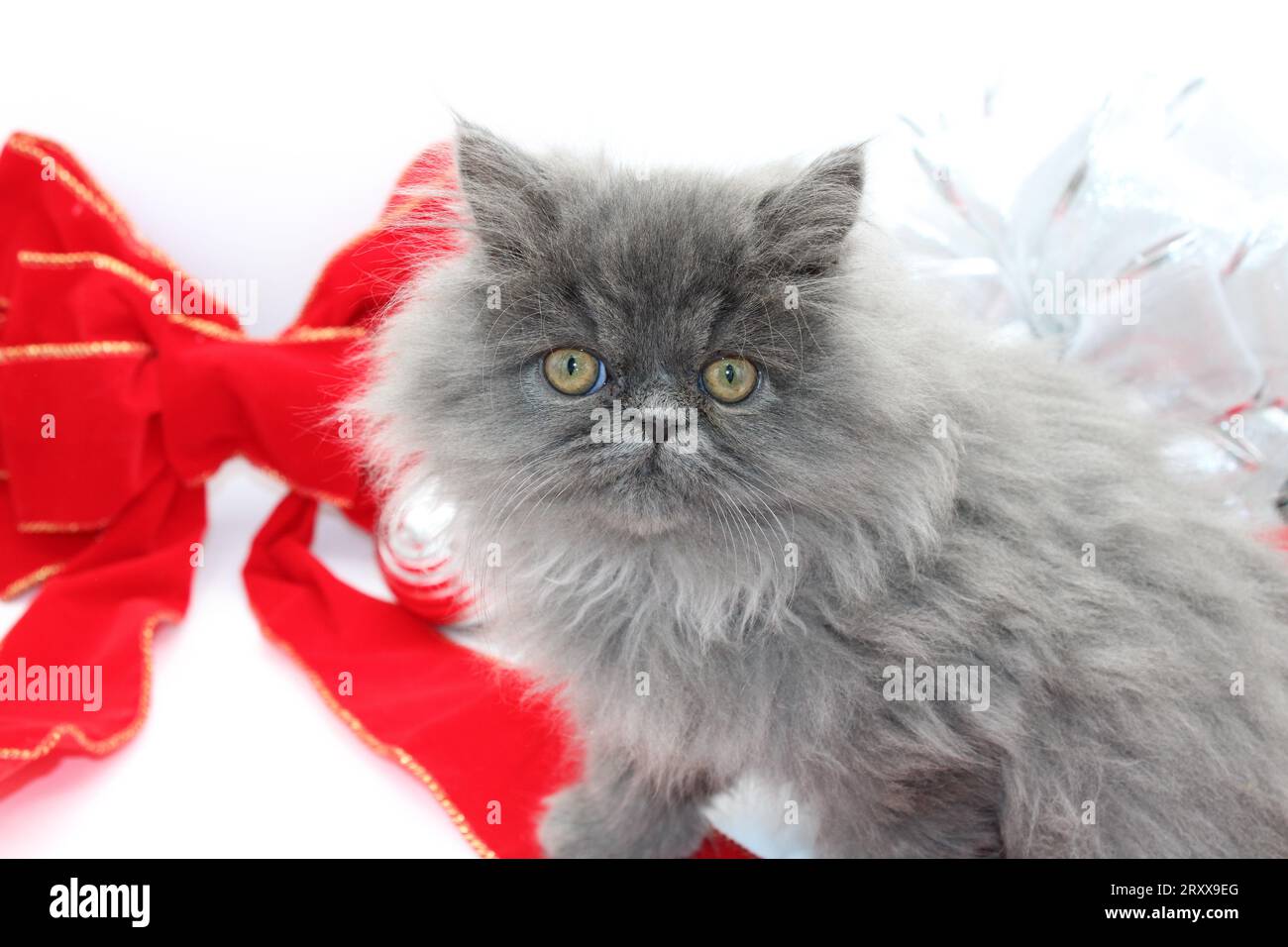 6 months old kitten hi-res stock photography and images - Alamy