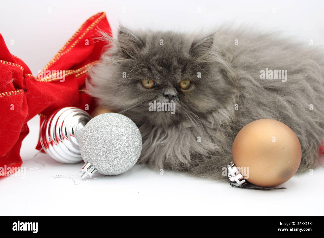 6 months old kitten hi-res stock photography and images - Alamy