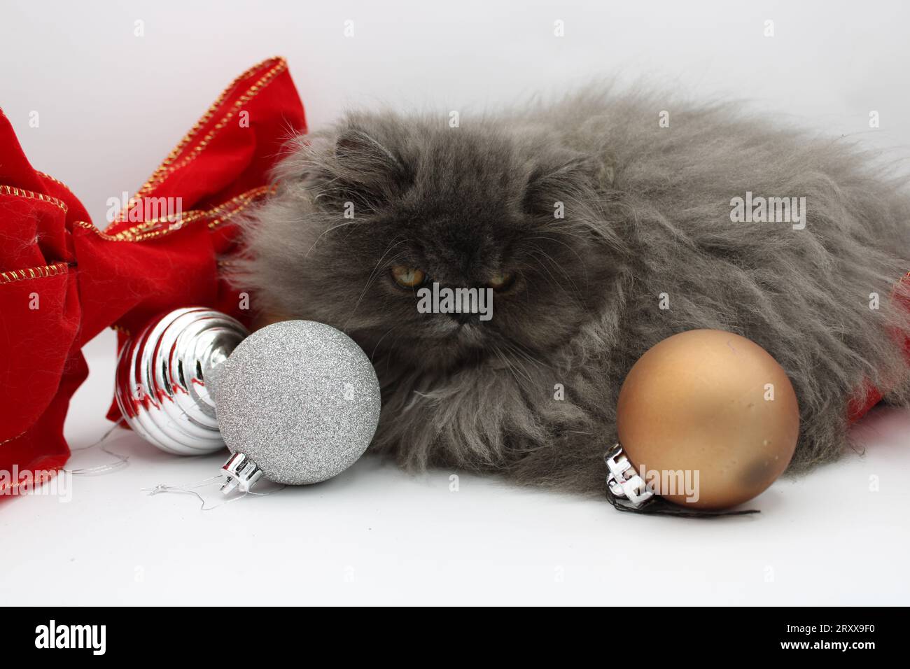 6 months old kitten hi-res stock photography and images - Alamy