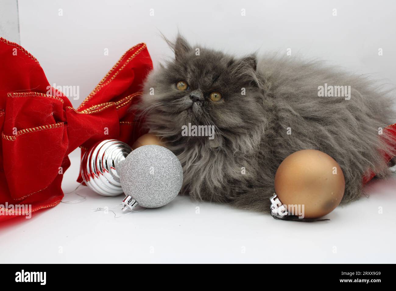 6 months old kitten hi-res stock photography and images - Alamy