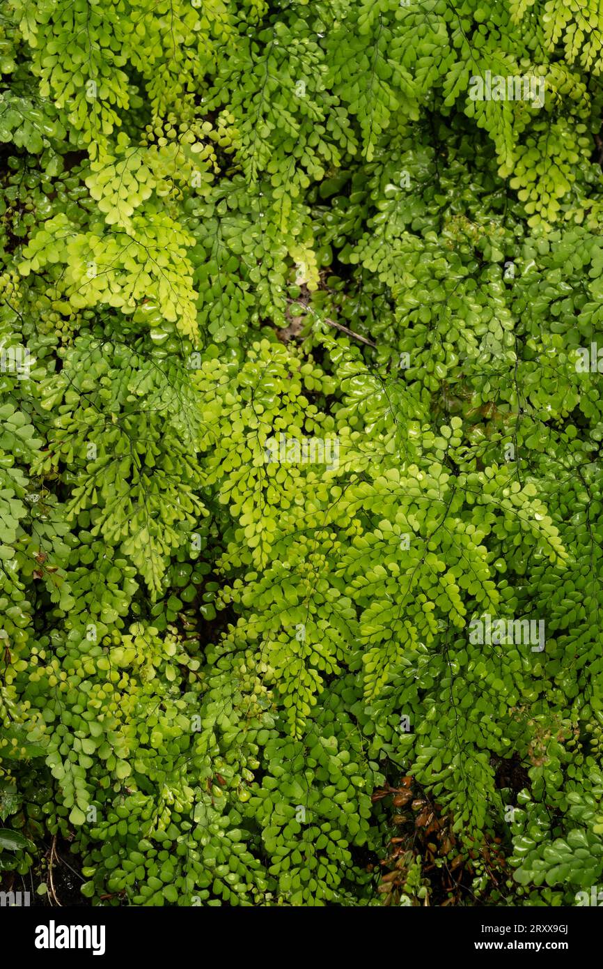 Bevis fern hi-res stock photography and images - Alamy