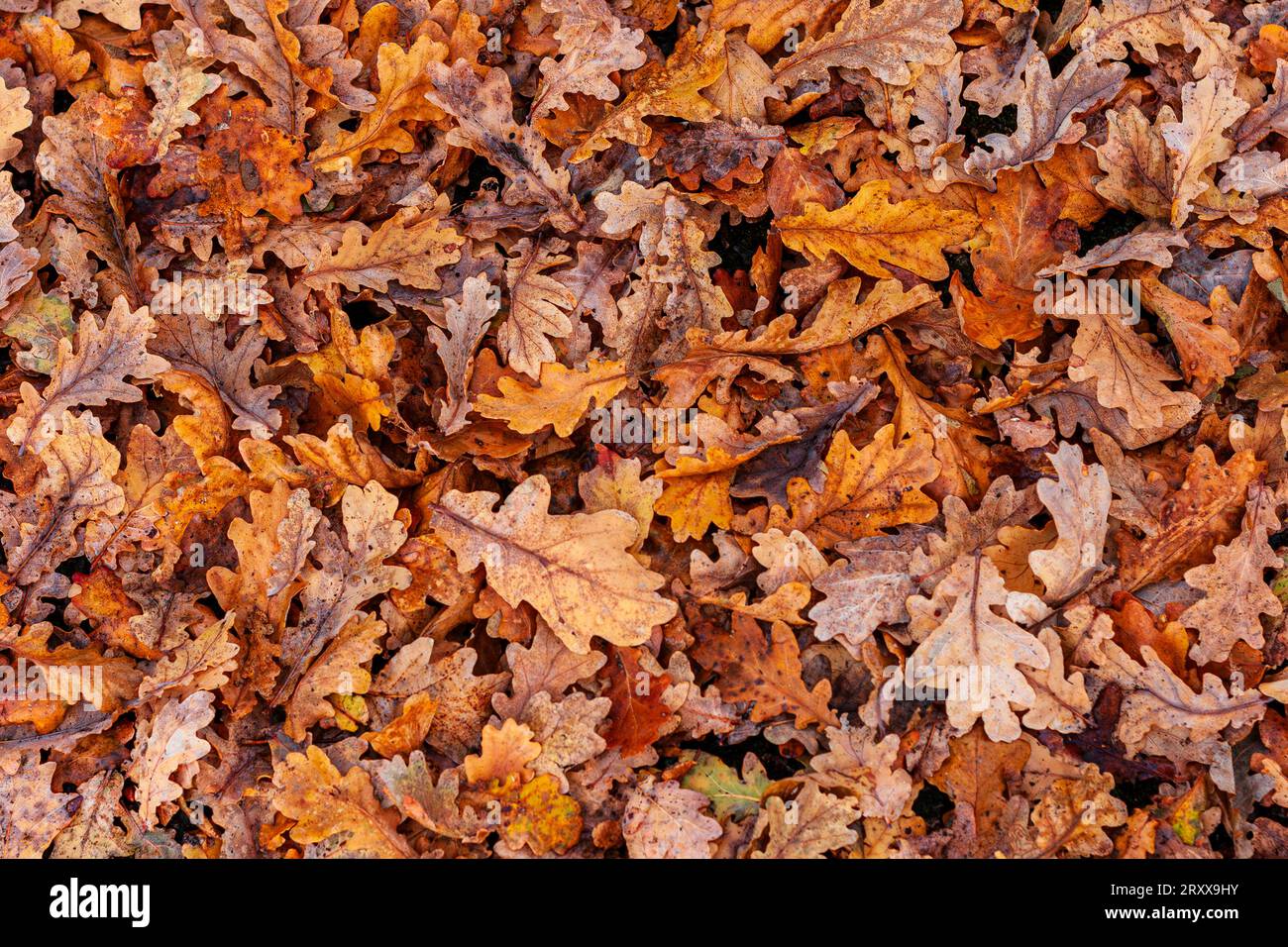 English oak leaves hi-res stock photography and images - Alamy