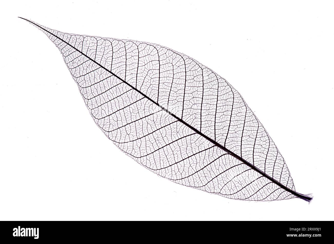 Skeleton with veins Cut Out Stock Images & Pictures - Alamy