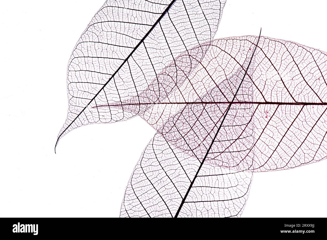 Leaf skeleton hi-res stock photography and images - Alamy