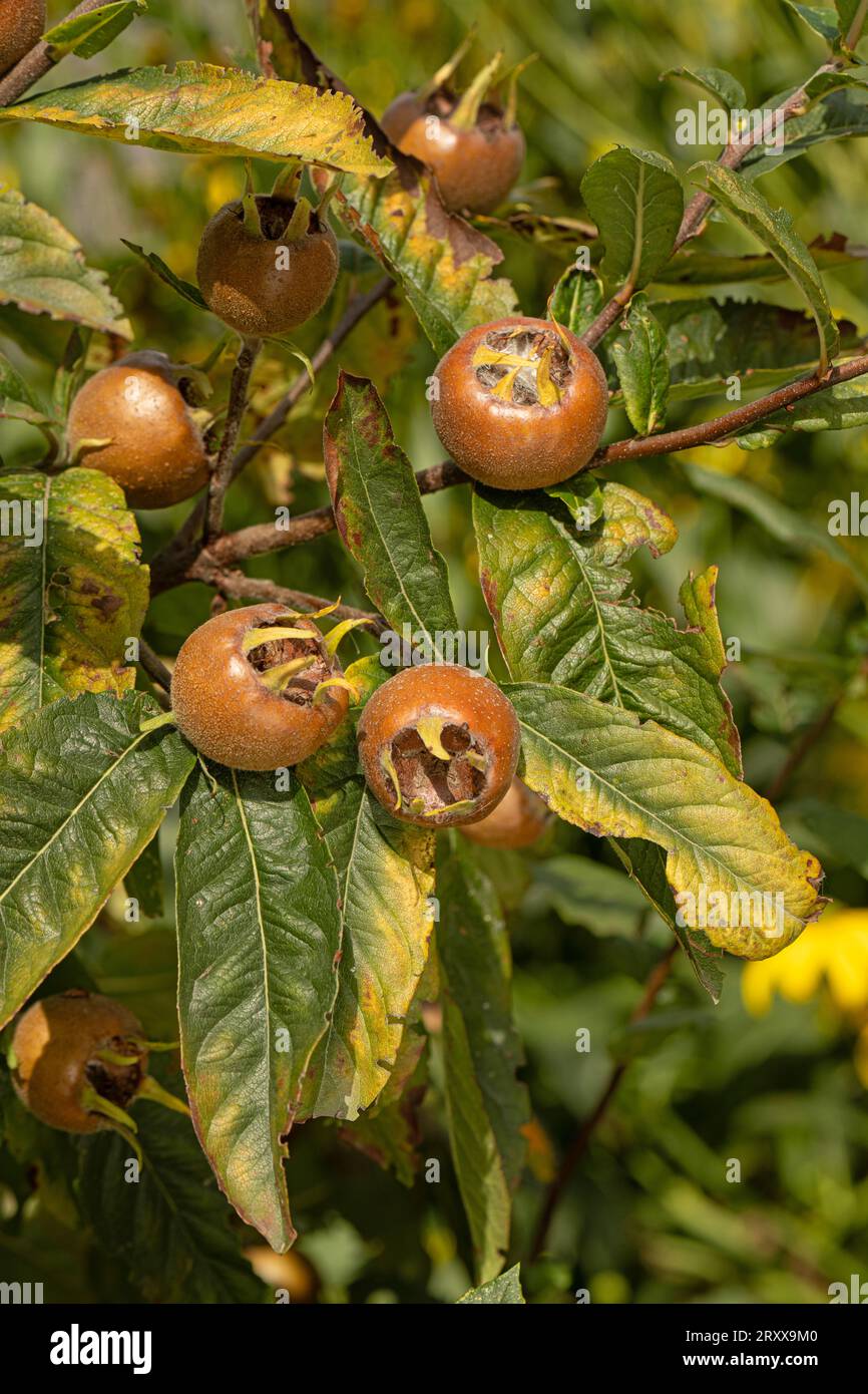 Medlar.: Mespilus germanica."Nottingham". Fruit Stock Photo - Alamy