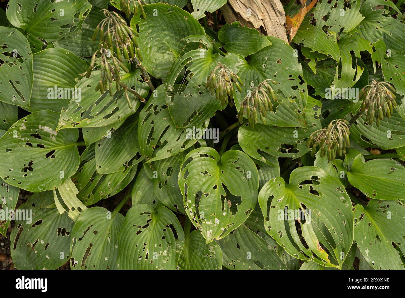 Slug pest damage garden hi-res stock photography and images - Alamy