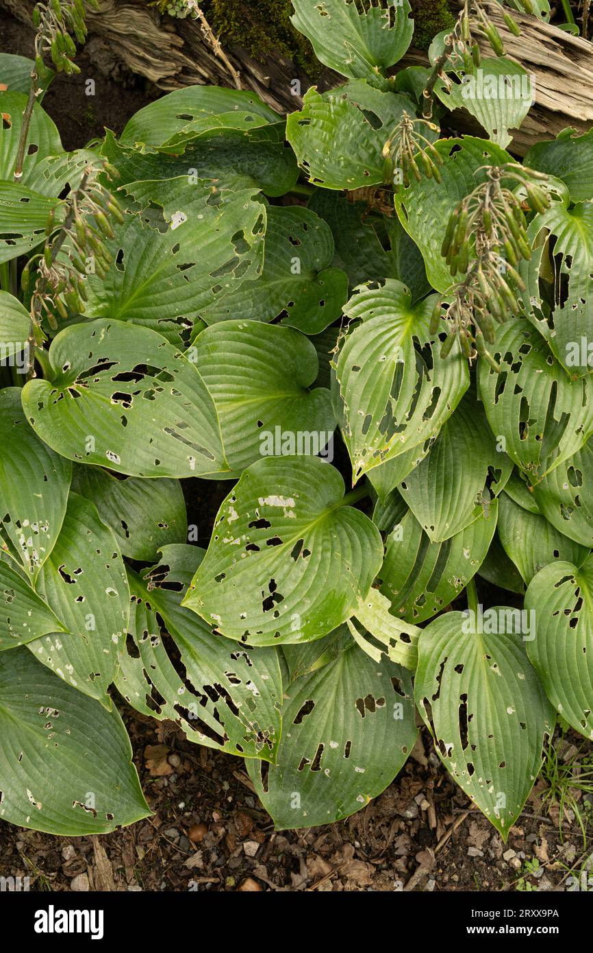 Slug Damage to Hostas Stock Photo - Alamy