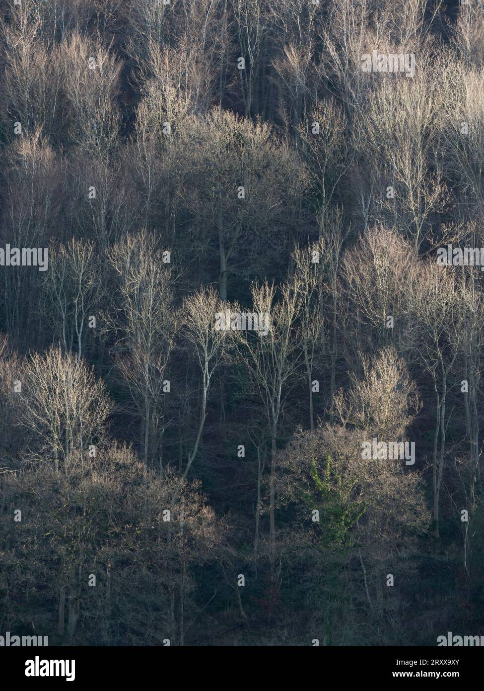 Wenlock edge in winter hi-res stock photography and images - Alamy